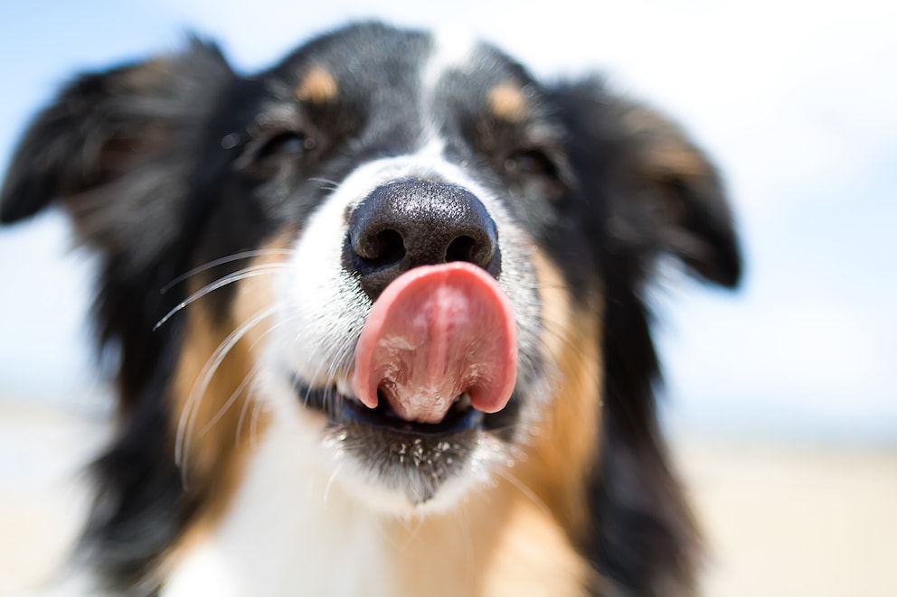 Warum lecken manche Hunde am Urin anderer Hunde? - PETBOOK