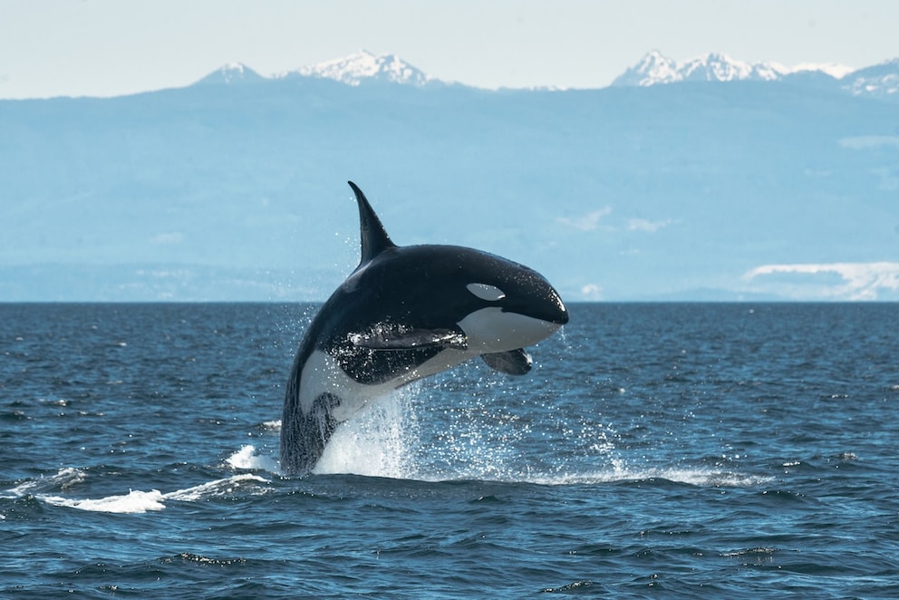 Sind Orcas Wale oder Delfine? Biologin erklärt - PETBOOK