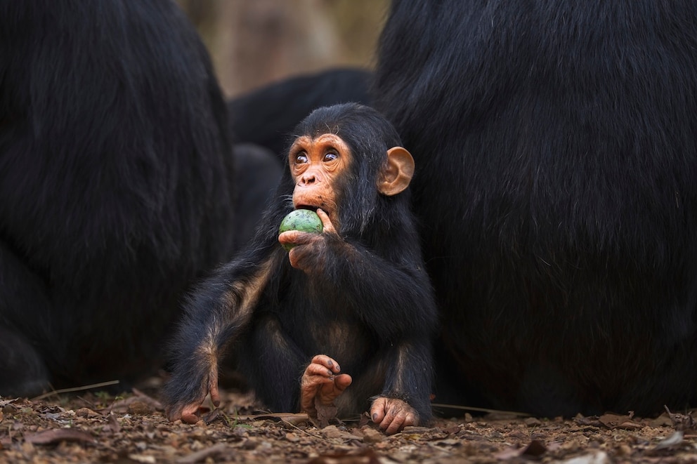 Schimpansenkinder sind mitunter schlauer als ihre Eltern - PETBOOK