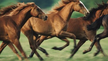 Wie viel PS hat eigentlich ein Pferd? - PETBOOK