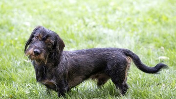 Vestibularsyndrom beim Hund: Kein Schlaganfall, aber ähnlich gefährlich