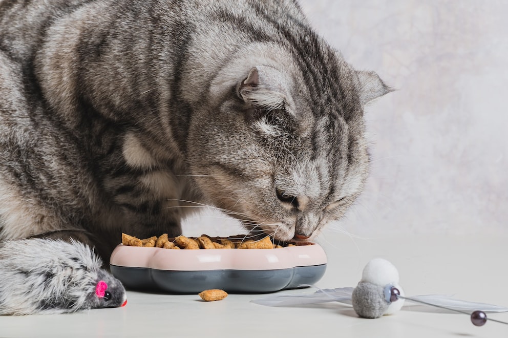 Katze legt ihr Spielzeug in den Napf: Das steckt dahinter - PETBOOK