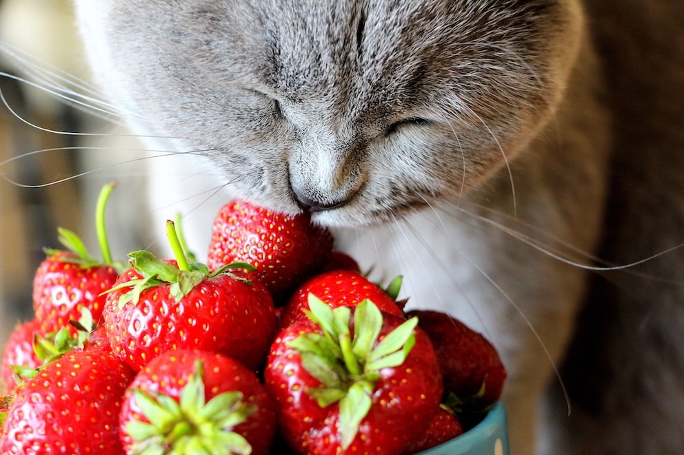 Dürfen Katzen Erdbeeren fressen? - PETBOOK