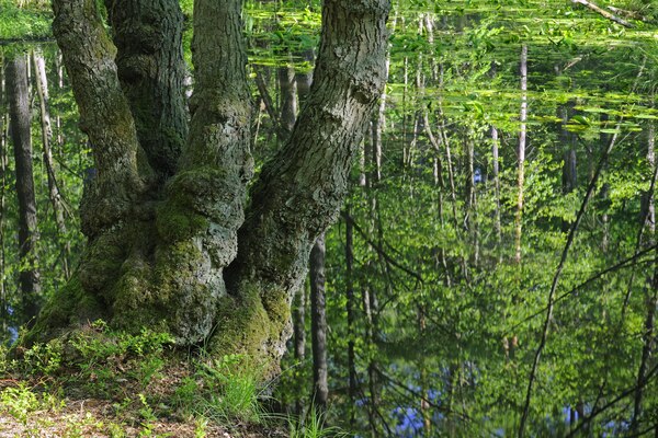 Parks, Wälder: Die 7 schönsten Natur-Orte in und um Berlin