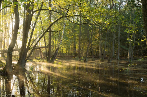 Parks, Wälder: Die 7 schönsten Natur-Orte in und um Berlin