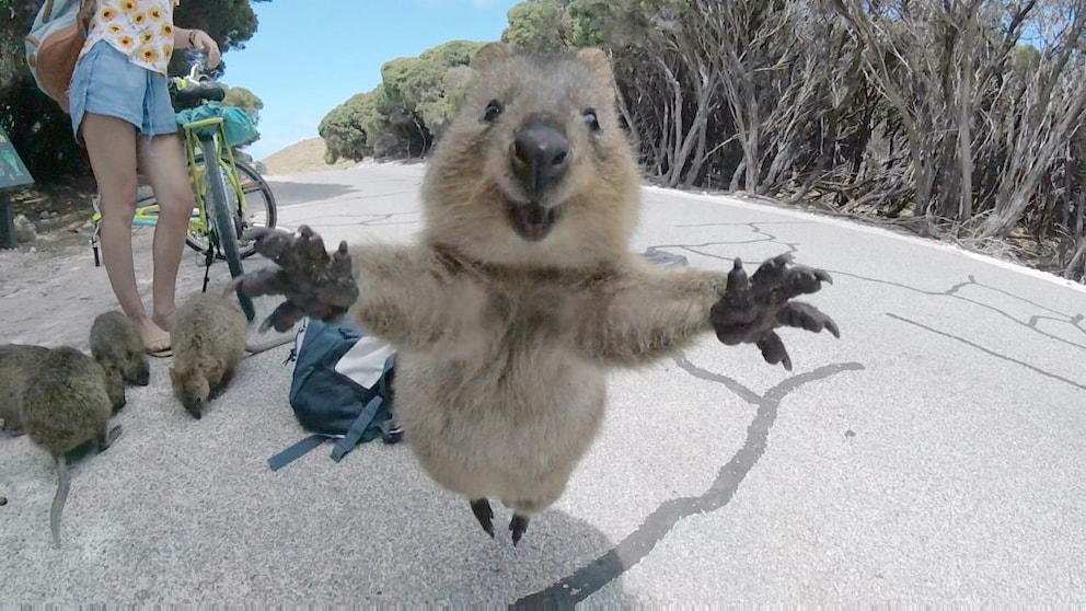 Das Quokka: Alles zum vielleicht fotogenste Tier der Welt