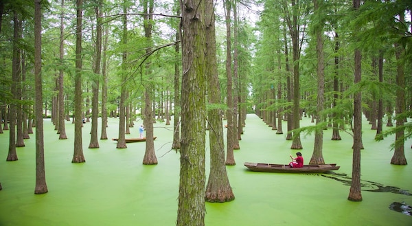 Luyang Lake Wetlands Park: Chinas magischer Wasserwald - TRAVELBOOK